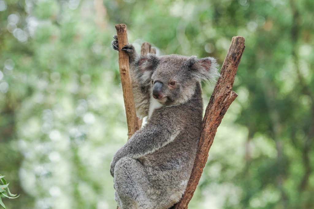 Koala Research | Lone Pine Koala Sanctuary