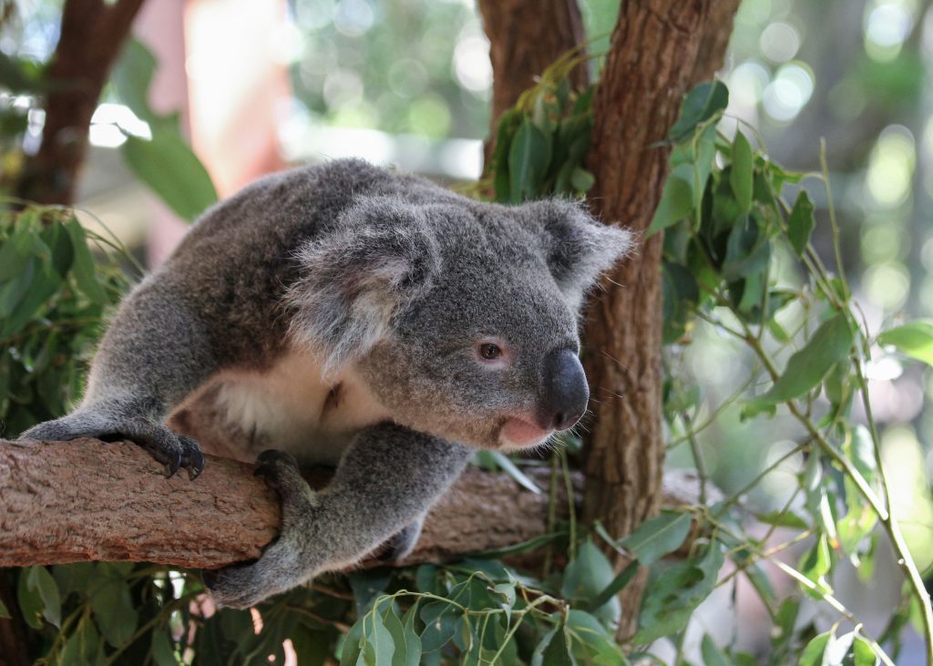 Koala Research | Lone Pine Koala Sanctuary