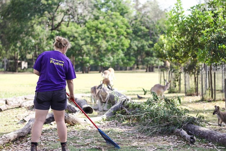 Make a Difference Today: Wildlife Volunteering at Lone Pine