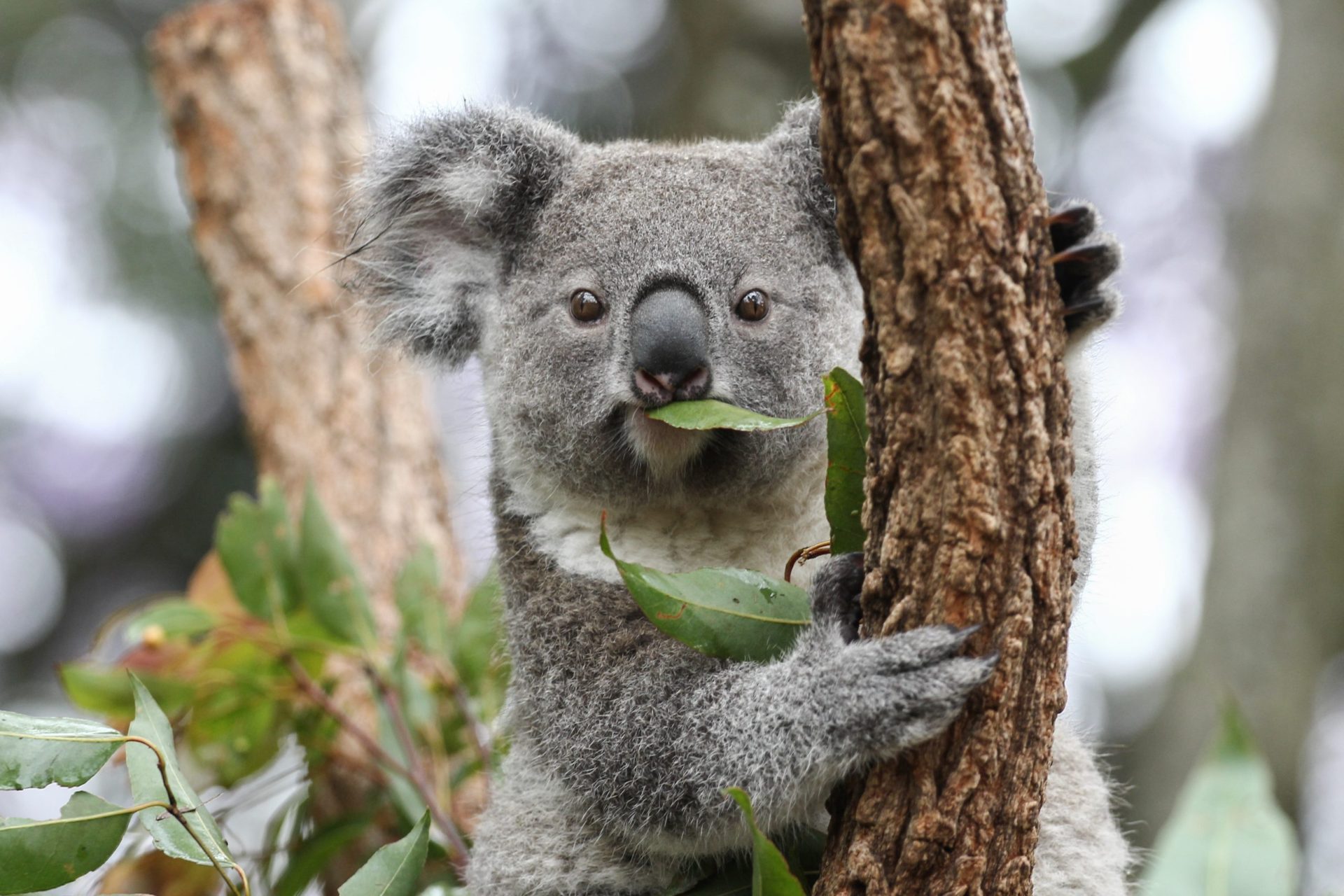 Student Volunteer Projects | Lone Pine Koala Sanctuary