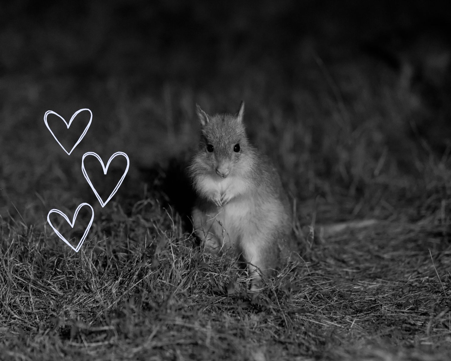 Nocturnal Night Tours – Discover Your Sanctuary at Night – Valentine’s ...