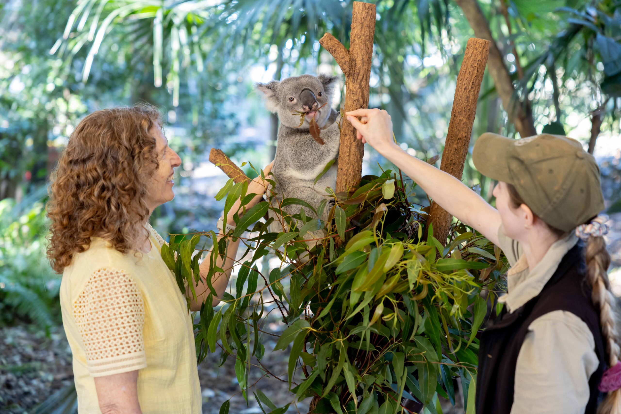 Koala Experiences – A unique wildlife experience | Lone Pine Koala ...
