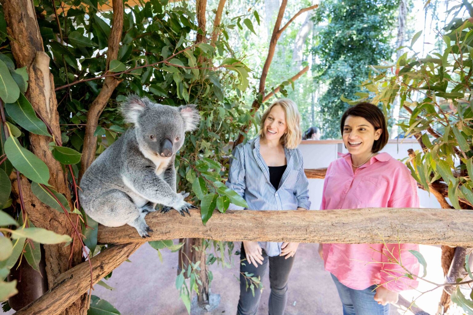 Corporate Events | Lone Pine Koala Sanctuary