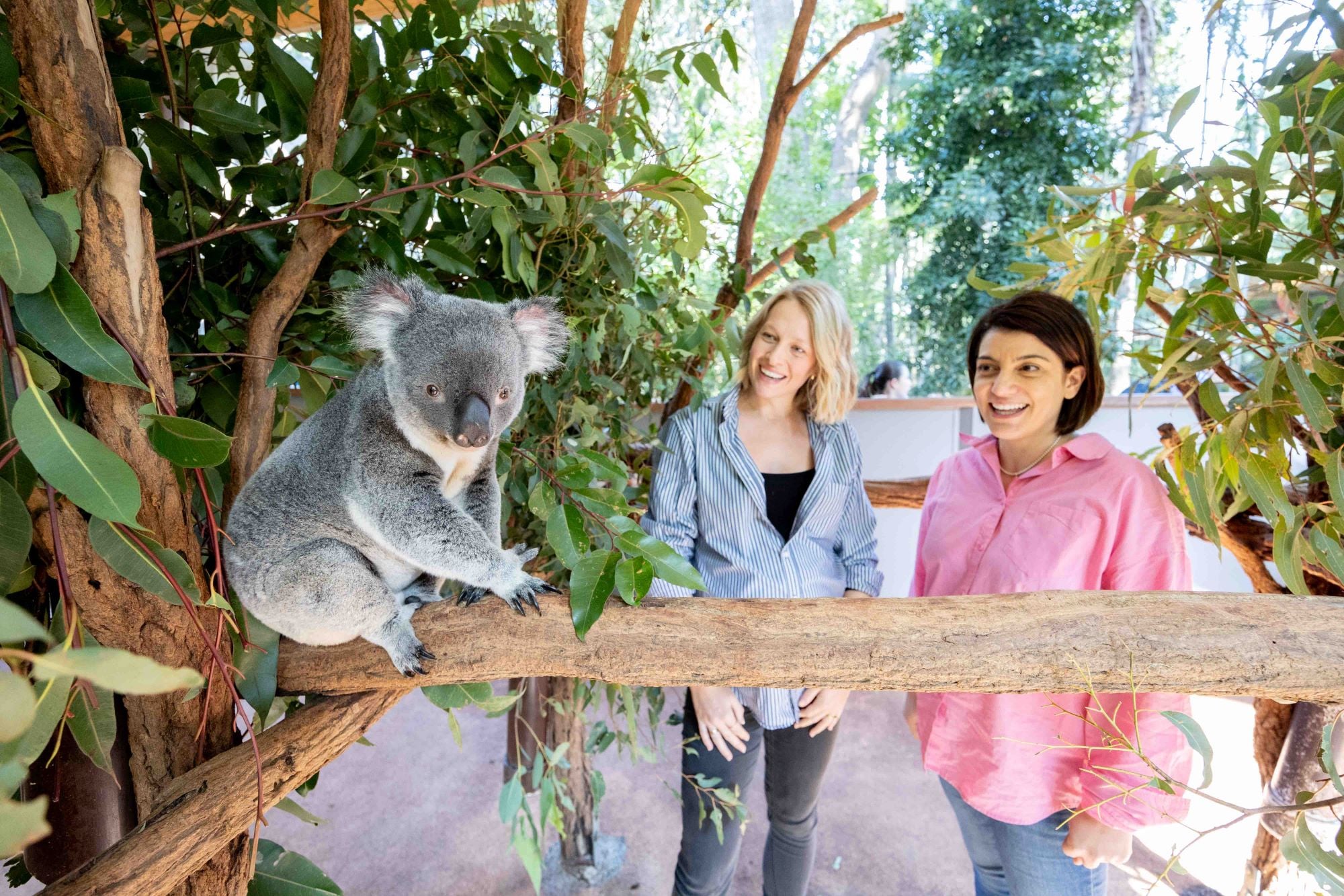 Platinum Tour – Ultimate VIP Wildlife Adventure | Lone Pine Koala Sanctuary