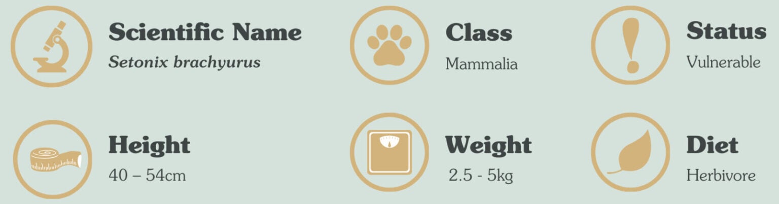 Quokka Facts & Where to See Them | Lone Pine Koala Sanctuary
